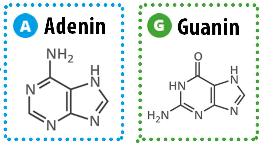 DNA’nın Kimyasal Yapısı | TÜBİTAK Bilim Genç