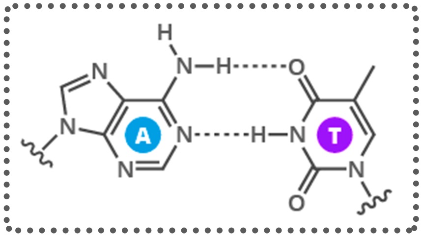 DNA’nın Kimyasal Yapısı | TÜBİTAK Bilim Genç