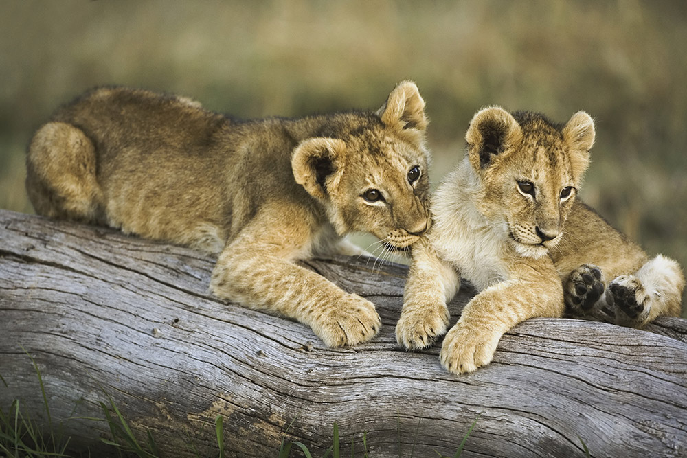 Aslanların Sayısı Azalıyor | TÜBİTAK Bilim Genç