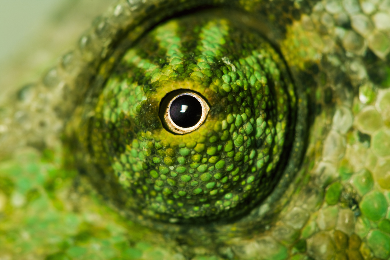 Türkiye’nin Renk Değiştiren Sakinleri Bukalemunlar | Bayağı Bukalemunun ...