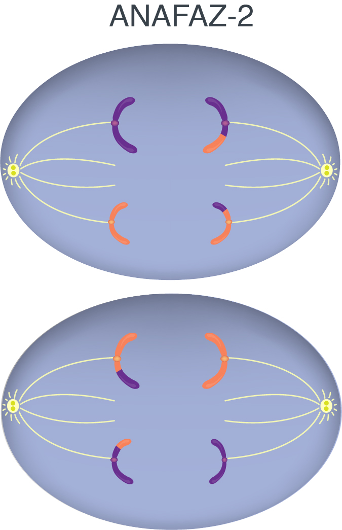 Mayoz Bölünme Nedir? | Mayoz Bölünme Evreleri |TÜBİTAK Bilim Genç