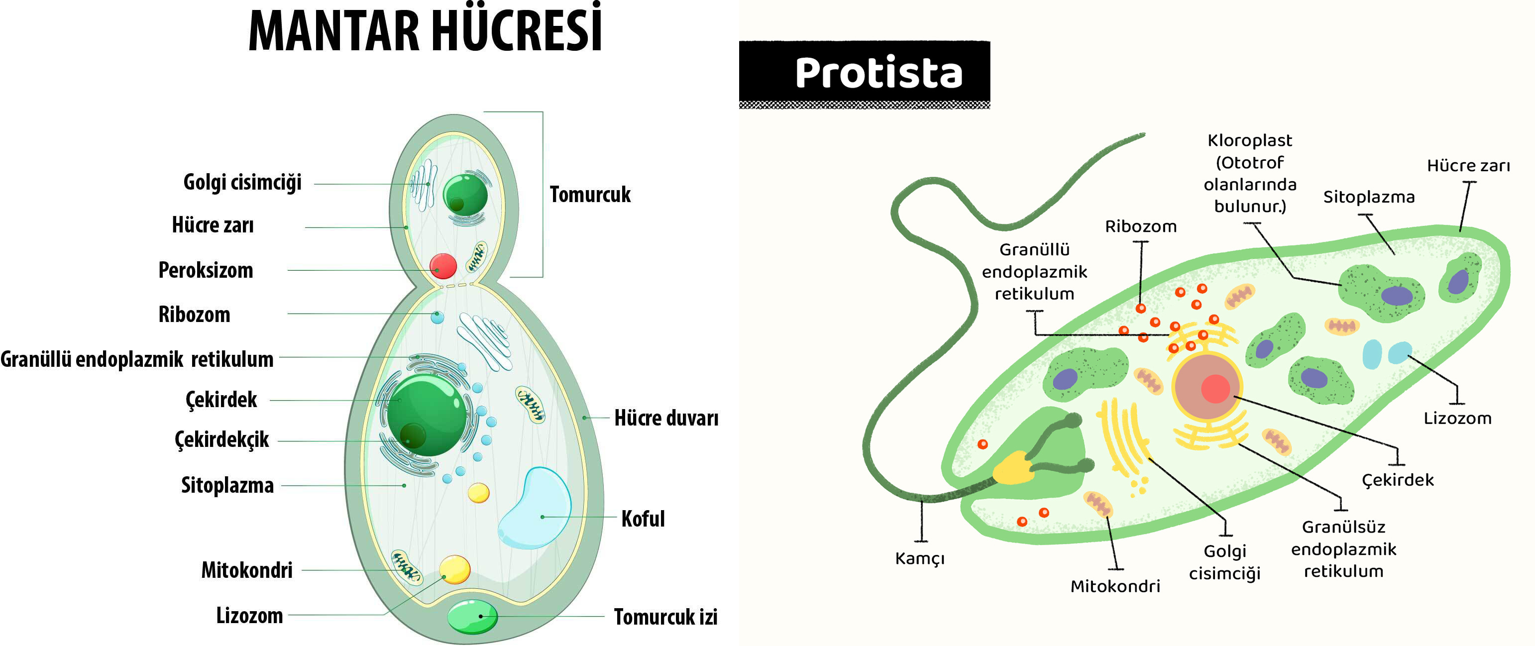 Ökaryot ve Prokaryot Hücre Nedir? | Özellikleri ve Farkları Nelerdir ...