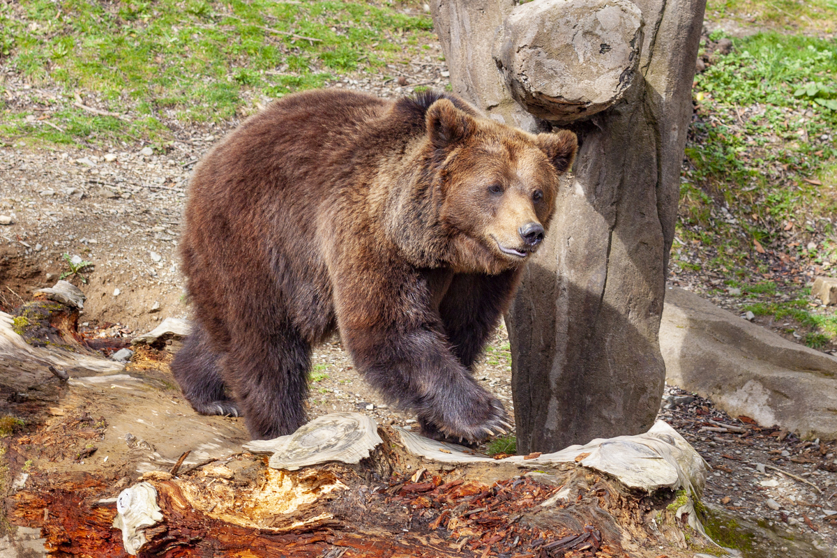 Türkiye’nin Bozayısı I Bozayı Ne ile Beslenir? Boz Ayı Nerelerde Yaşar ...