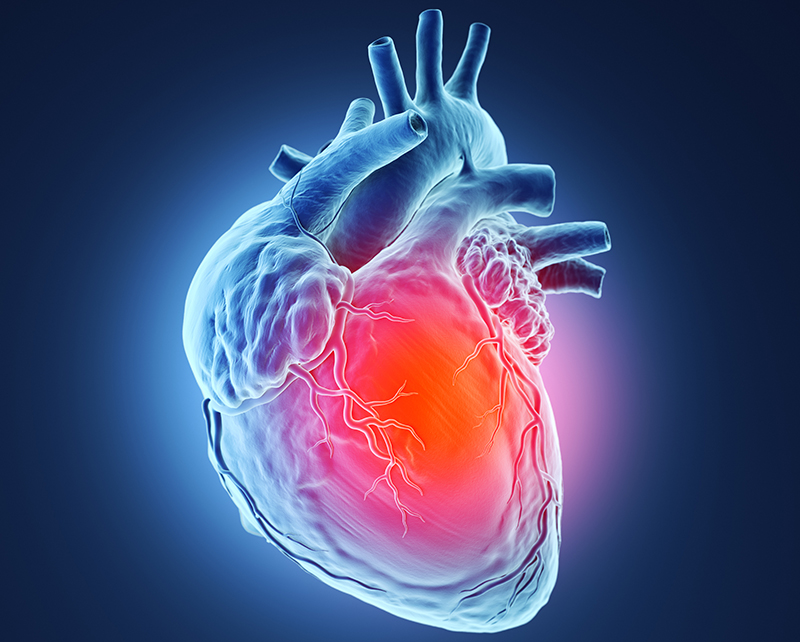 Kalp Kaslarını Onaran Hidrojel | TÜBİTAK Bilim Genç