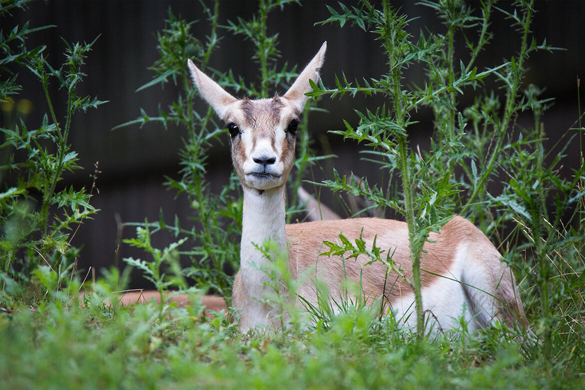 Türkiye’nin Kursaklı Ceylanı | TÜBİTAK Bilim Genç