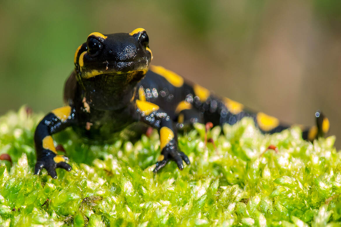 Türkiye’nin Kafkas Semenderi | Kafkas Semenderi'nin Özellikleri Nedir ...