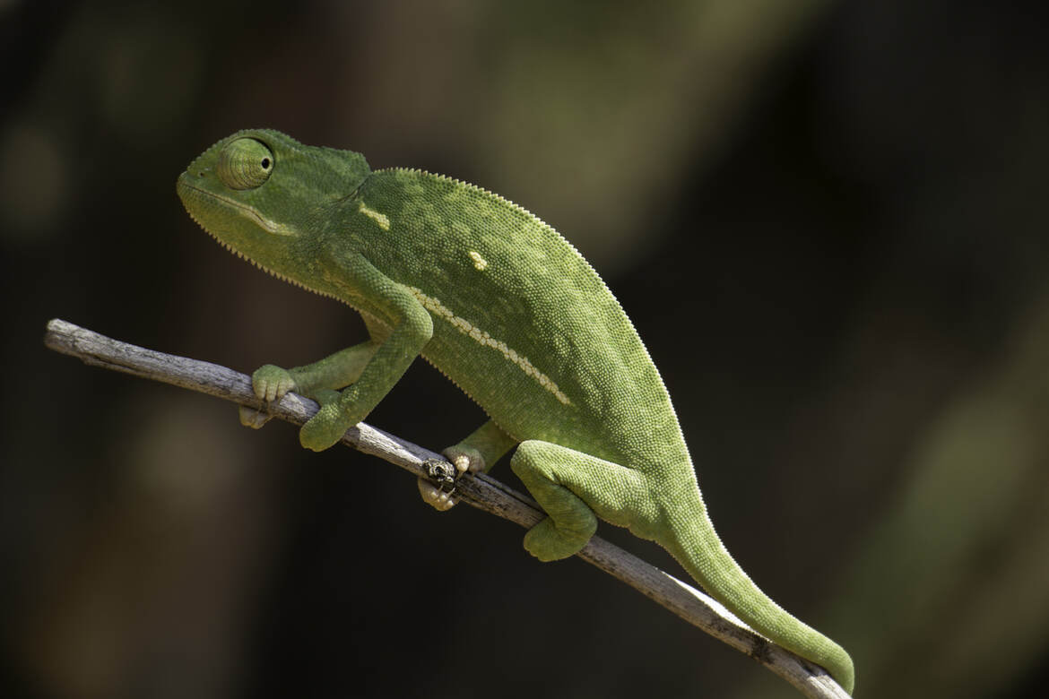 Türkiye’nin Renk Değiştiren Sakinleri Bukalemunlar | Bayağı Bukalemunun ...
